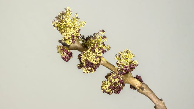 Ash, Pollen, Ash Pollen. Free Stock Video - Pixabay