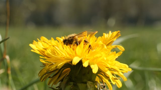 Bee Nectar Honey - Free video on Pixabay