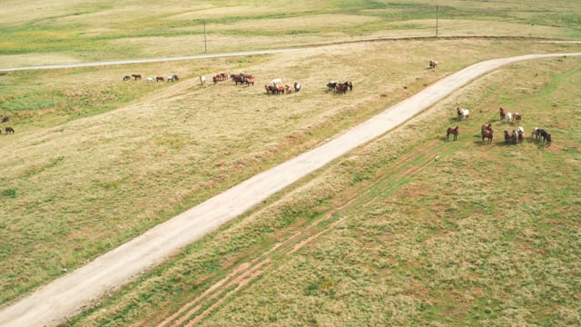 100+ Free Horse & Nature Videos, HD & 4K Clips - Pixabay