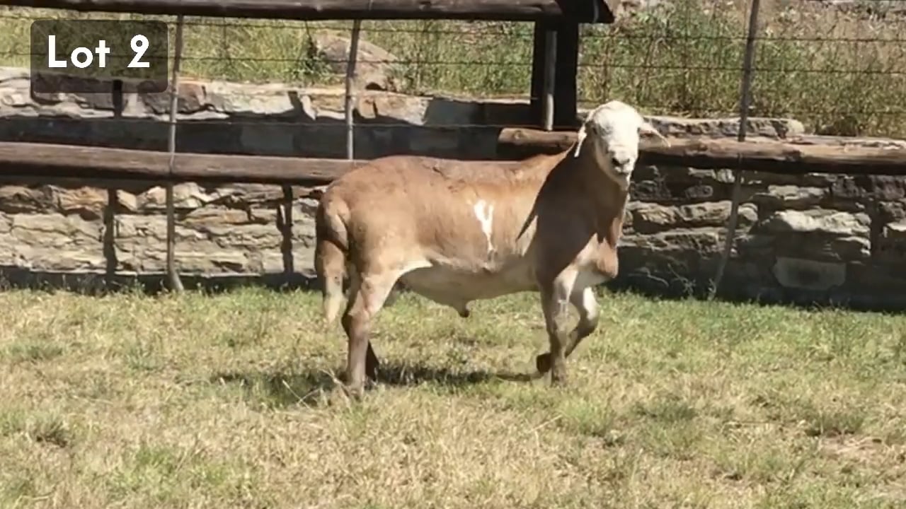 Lot 2 Meatmaster Ram on Vimeo