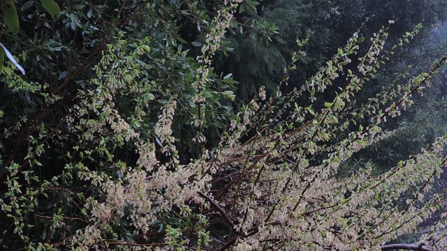 Fruit Tree, Spring, Garden. Free Stock Video - Pixabay