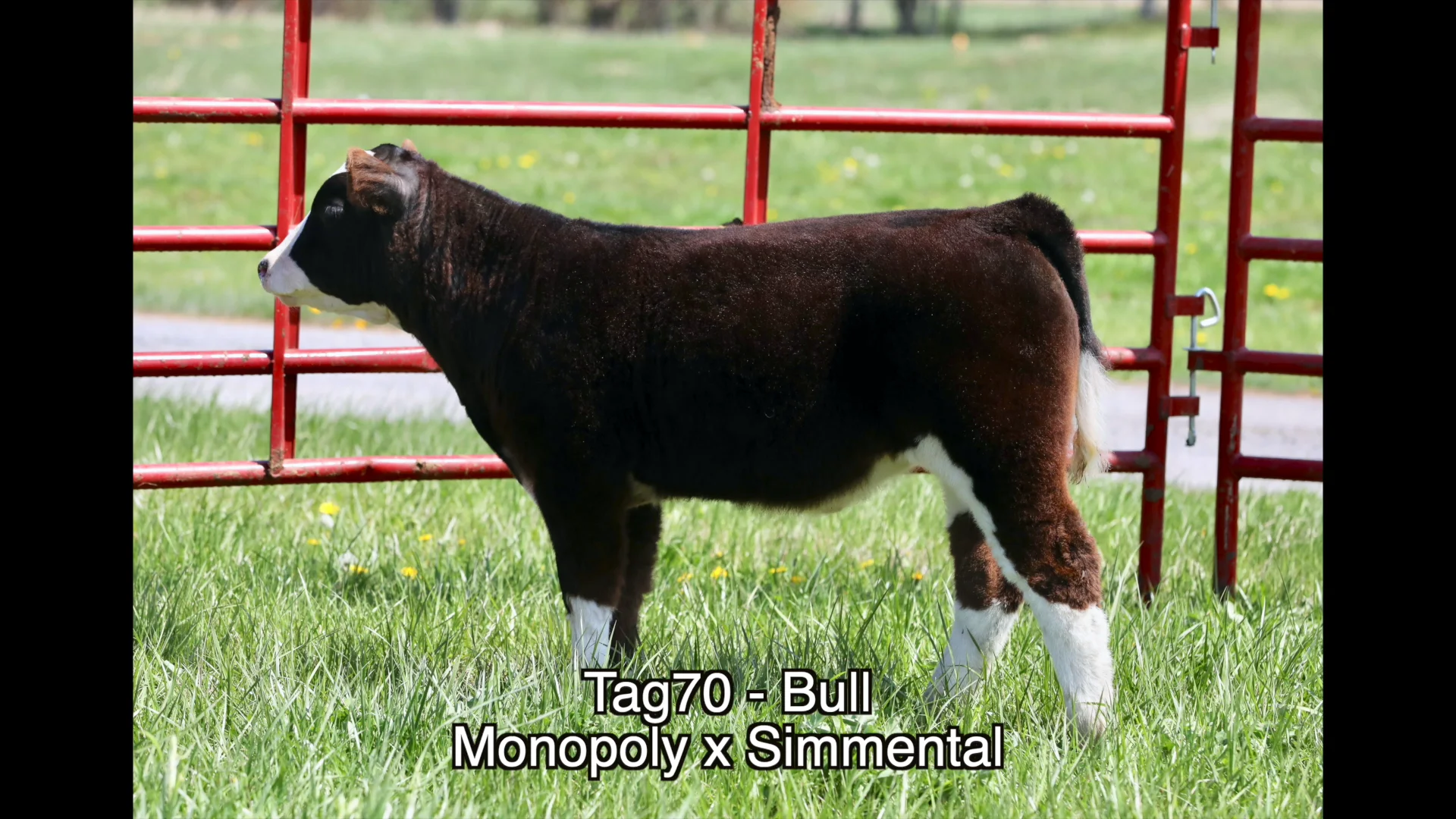 70 Monopoly Bull on Vimeo