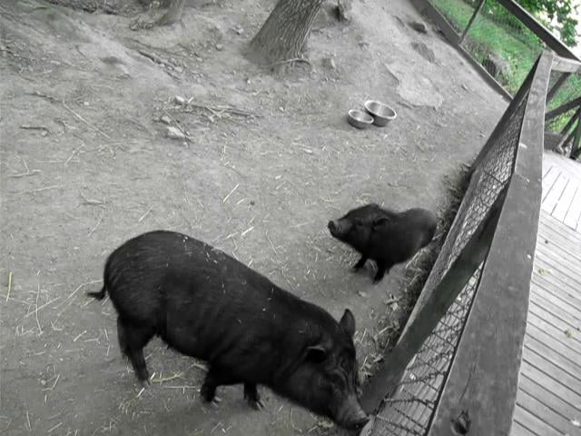 big pig & little pig on Vimeo