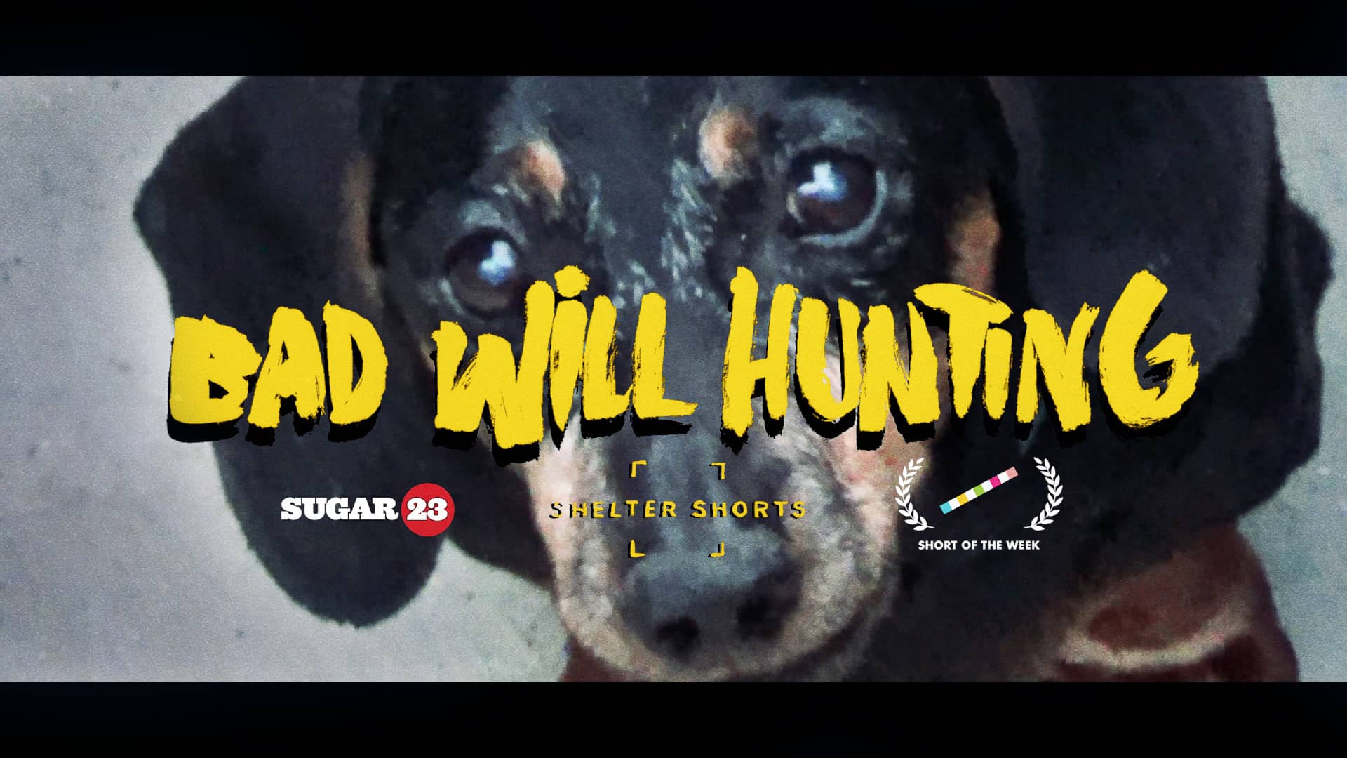 BAD WILL HUNTING / a Shelter Short on Vimeo