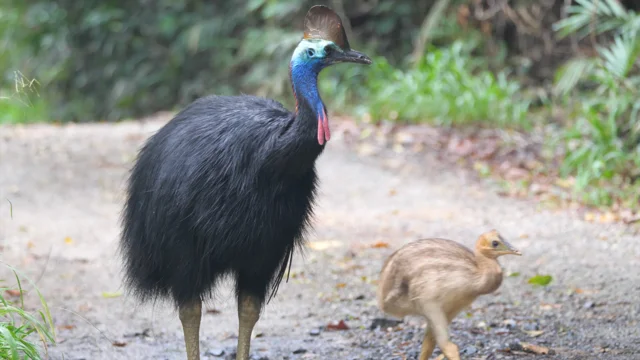 Baby Cassowary Bird