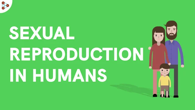 Sexual Reproduction In Humans Video
