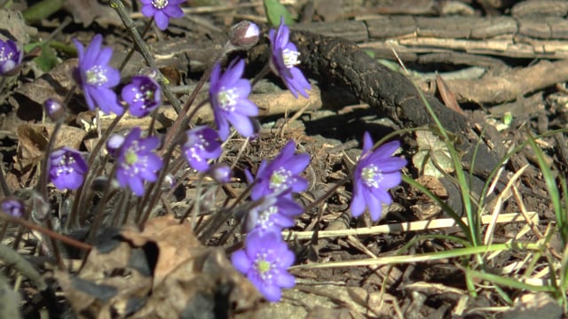 Spring Grass Forest - Free video on Pixabay
