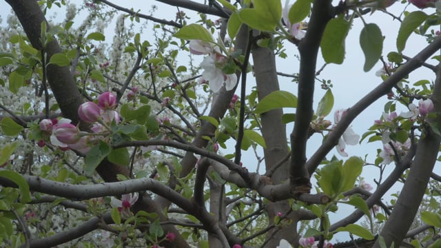 Tree Flowers Blossom - Free video on Pixabay