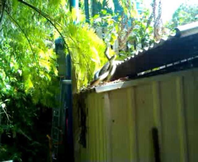 Pythons mating, Moreton, 4.09.10 on Vimeo