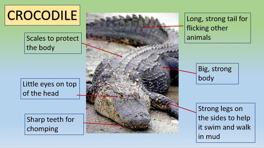 Creature features diagrams on Vimeo