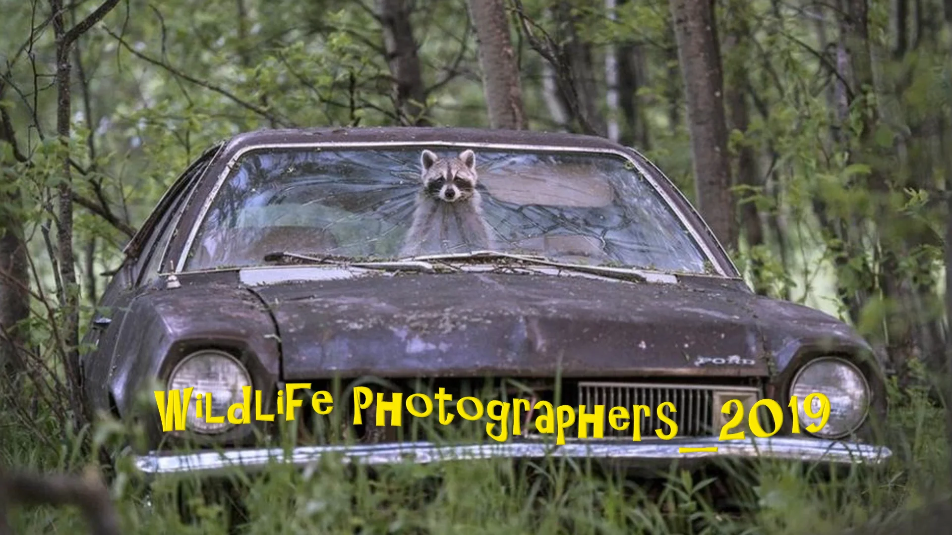 Wildlife Photographers 2019 on Vimeo