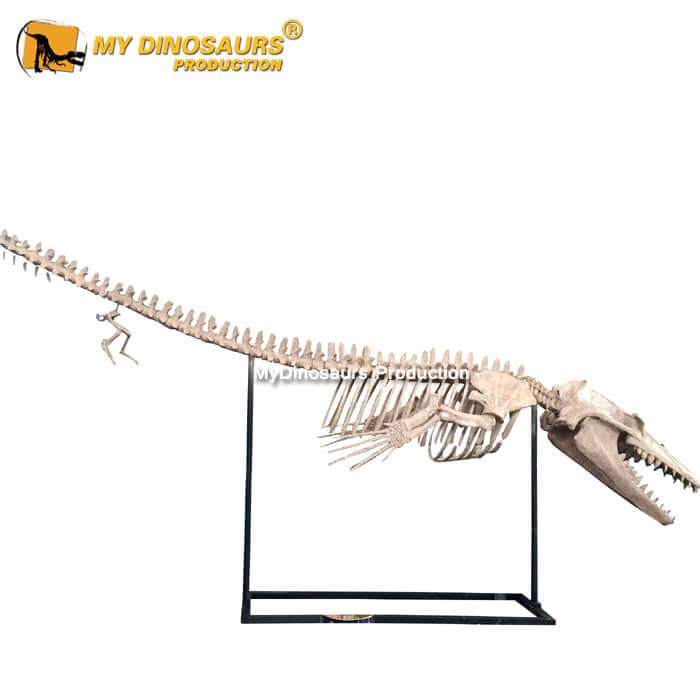 Basilosaurus Skeleton for Museum Decoration on Vimeo