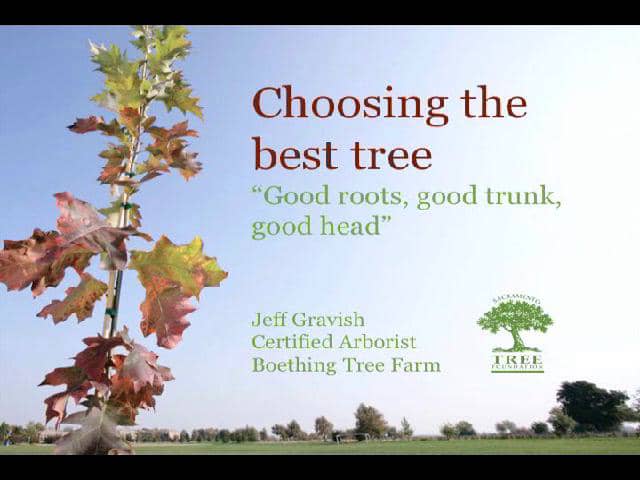 Choosing the Best Tree for purchase from a Nursery or Good Roots, Good ...