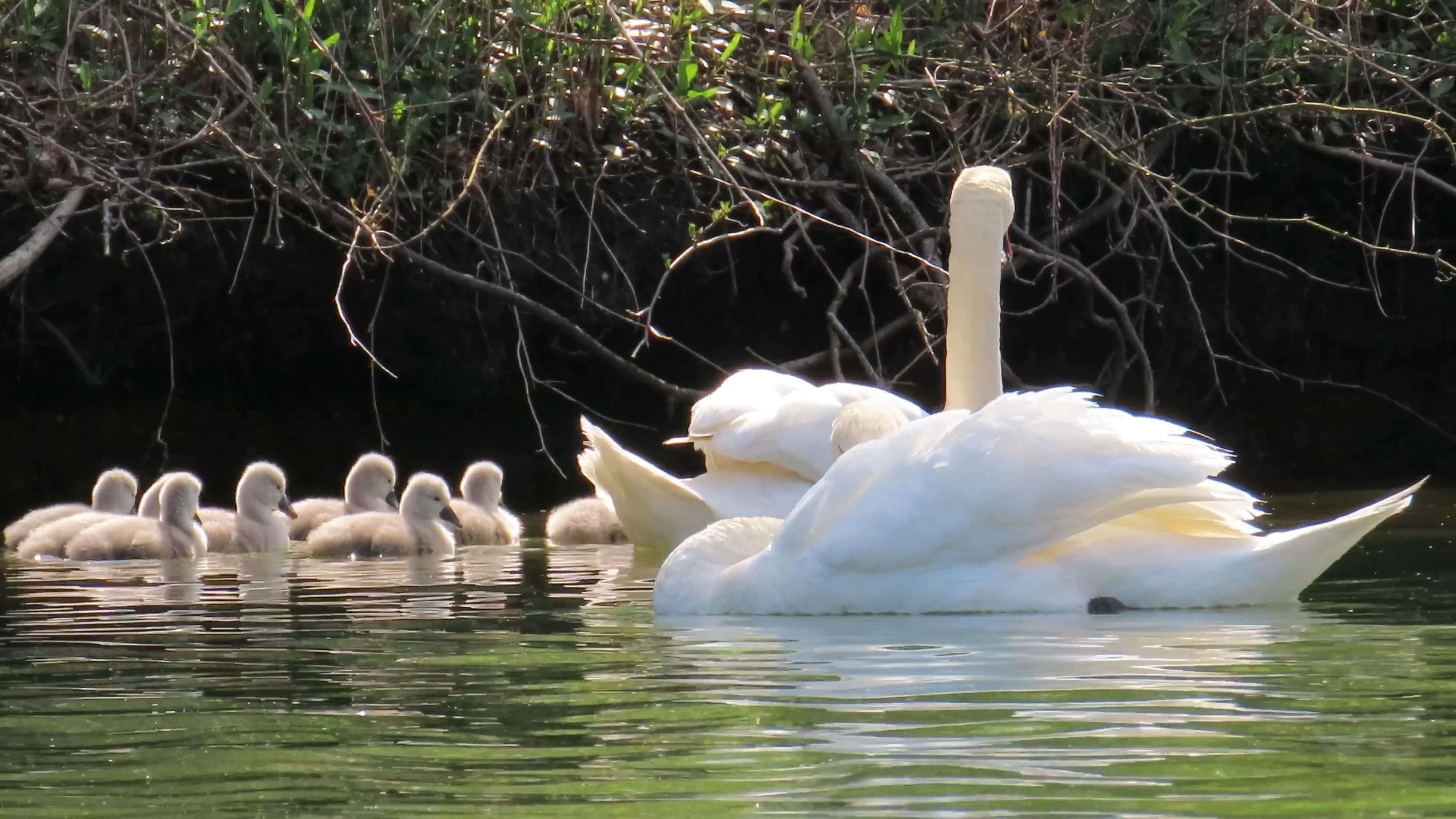 Regal family of Ten Swans! on Vimeo