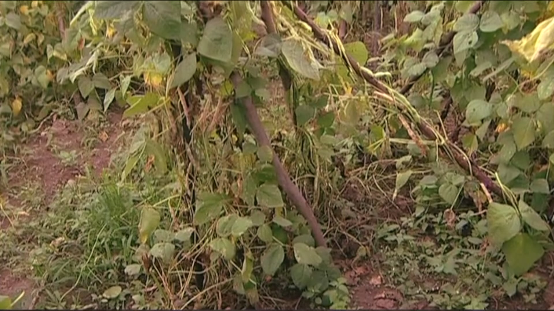 BEANS Pests & Weeding Edit 2 on Vimeo