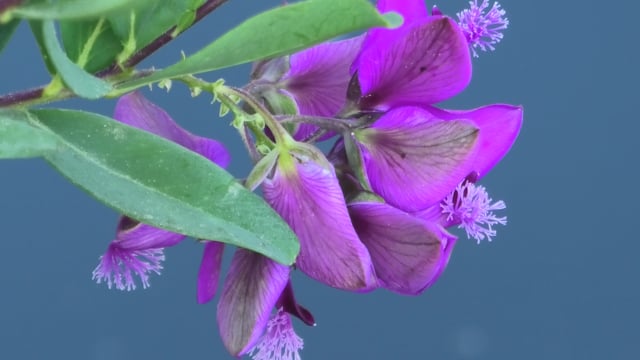 Flor Rosado Naturaleza - Free video on Pixabay - Pixabay