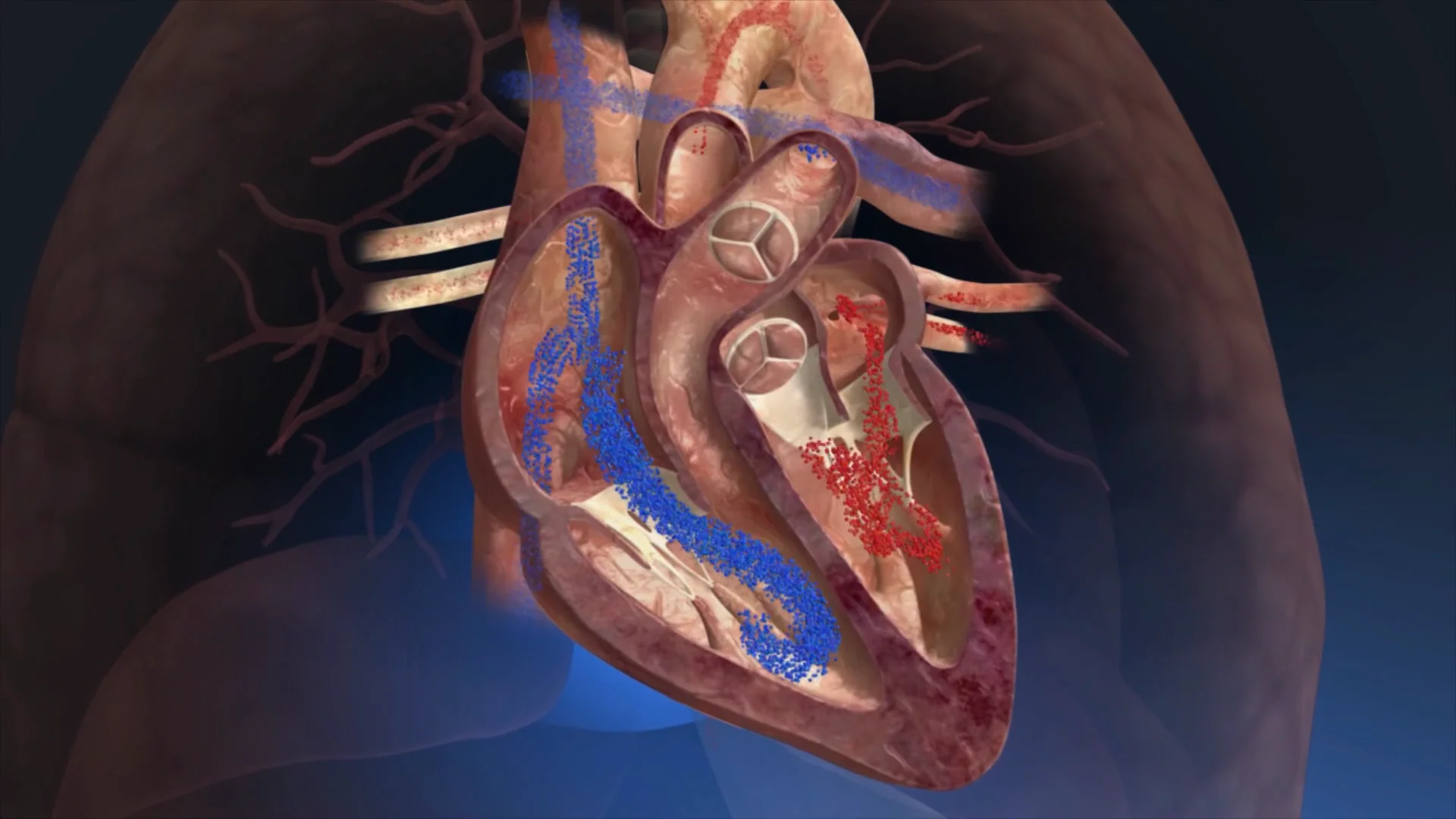 Fetal Heart Circulation Animation