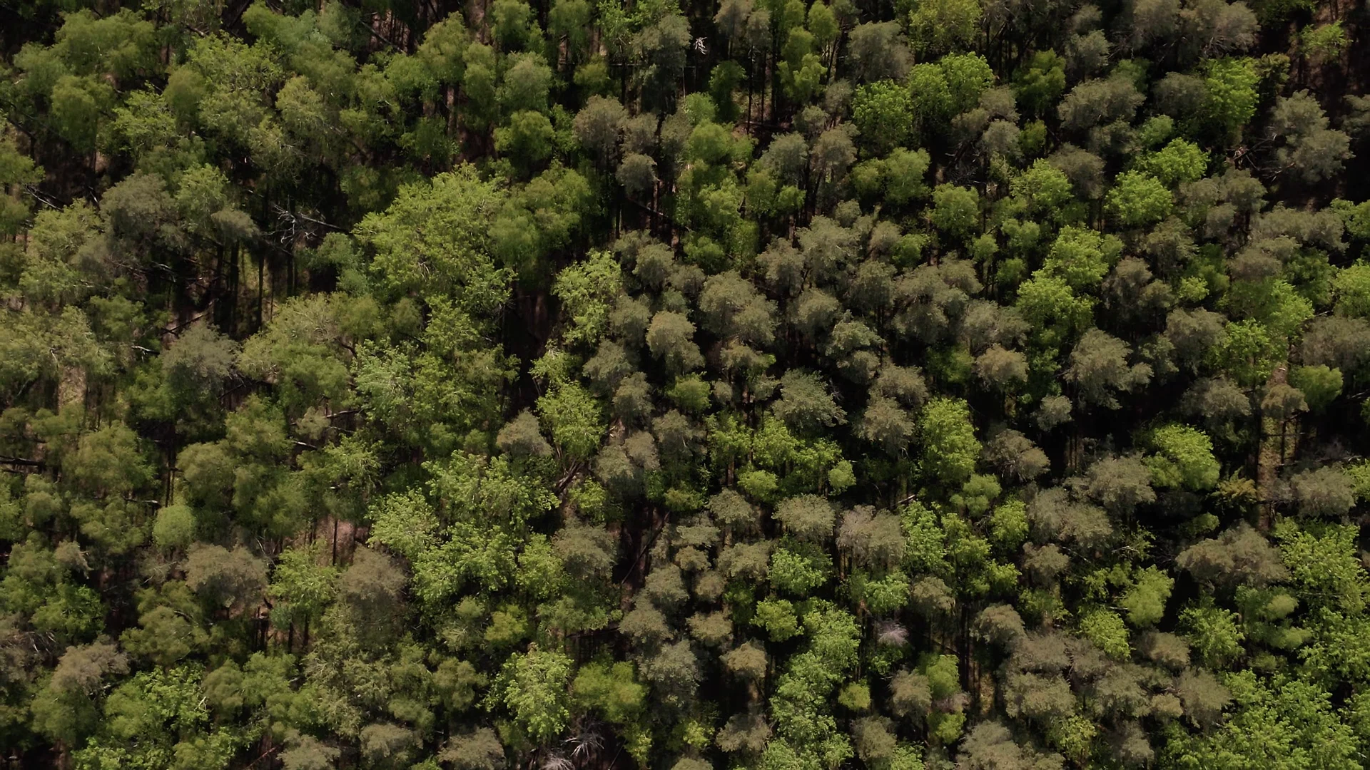 Our precious forest – documentary on Vimeo