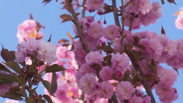 Tree, Spring, Branch. Free Stock Video - Pixabay