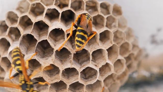 Wasp Honeycomb Wasp Nest Free Stock Video - Pixabay