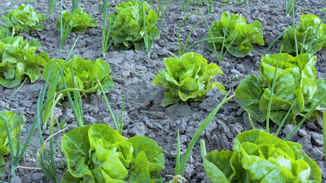 Salad Videos: Download 83+ Free 4K & HD Stock Footage Clips - Pixabay