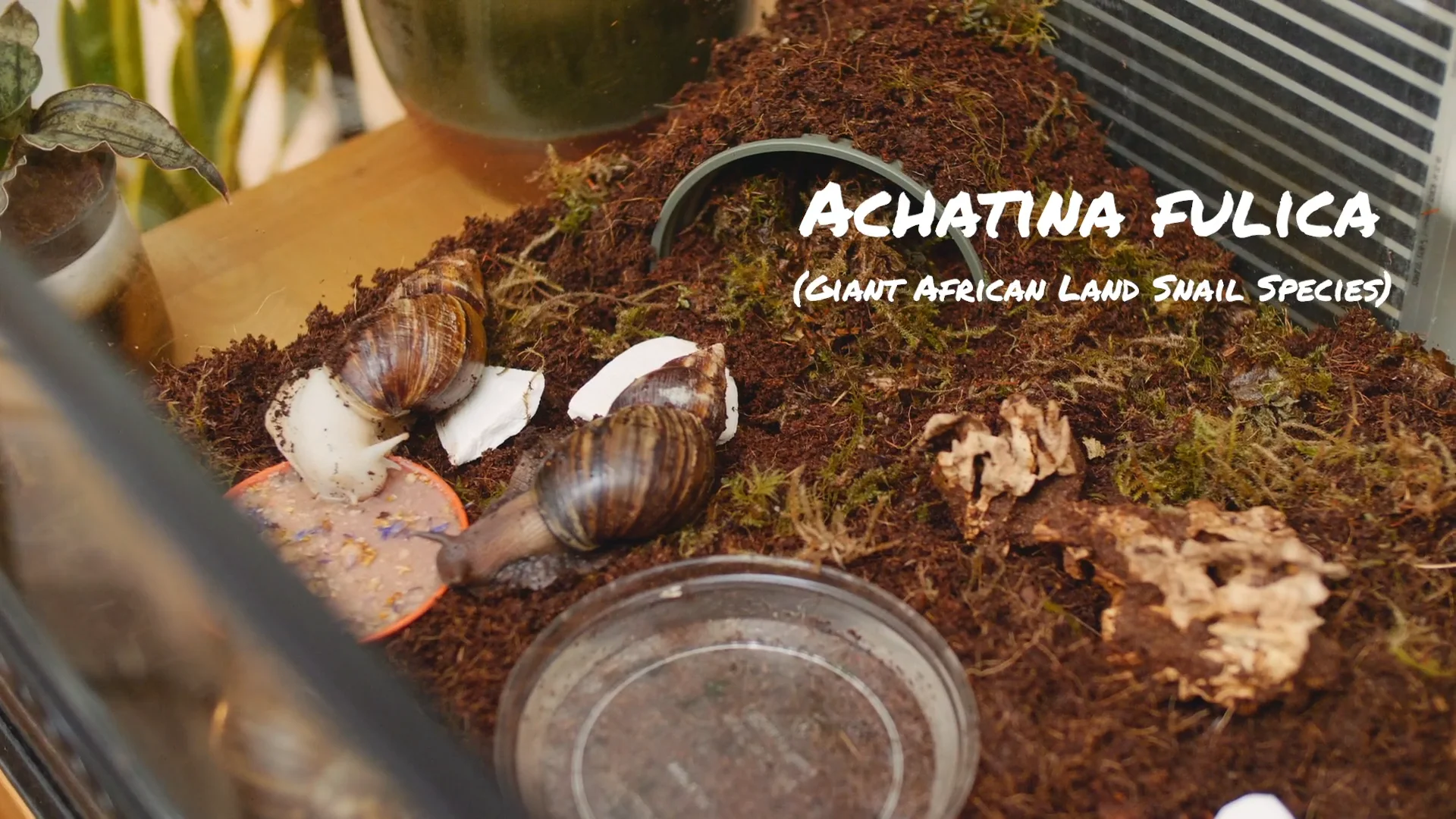Setting Up Your Giant African Land Snail Enclosure! - Leaf Eater on Vimeo