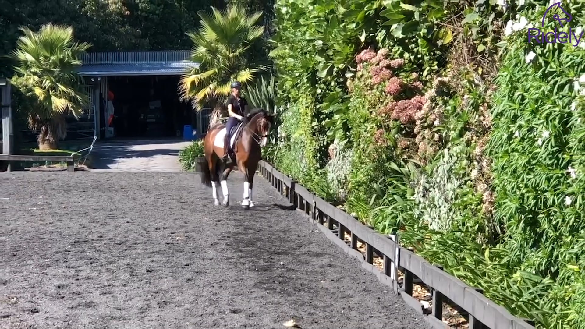 Riding travers and half pass | Ridely