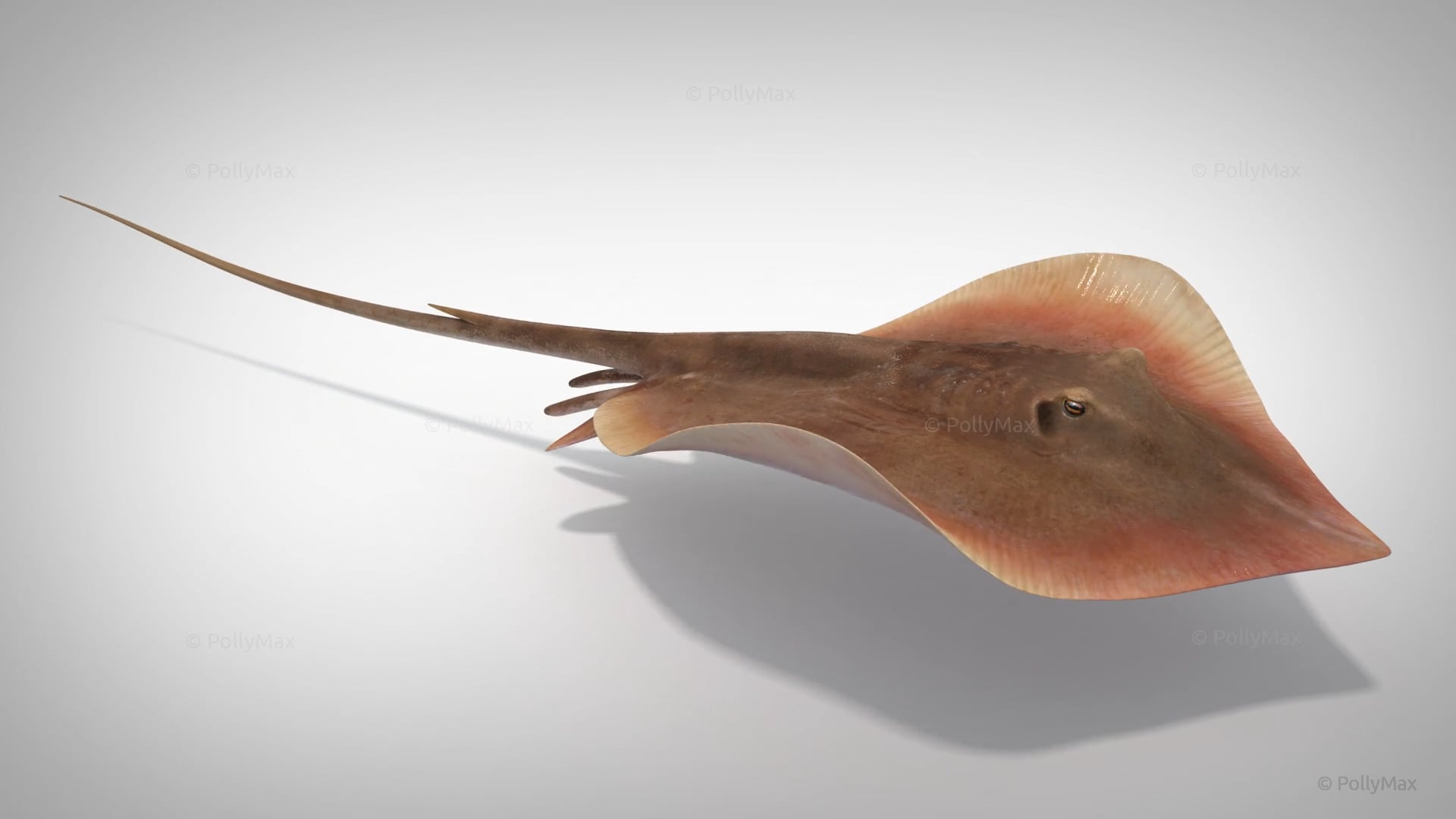 Animated Stingray on Vimeo