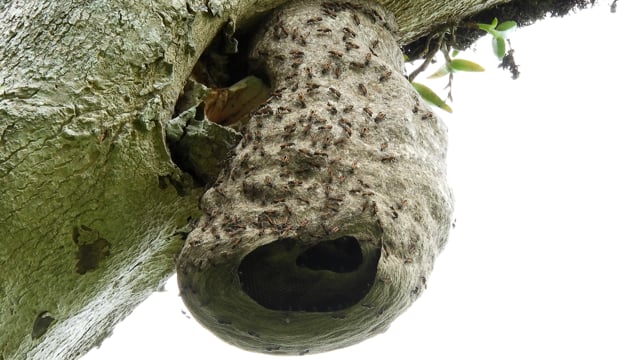 Hive Insect Wasps - Free video on Pixabay