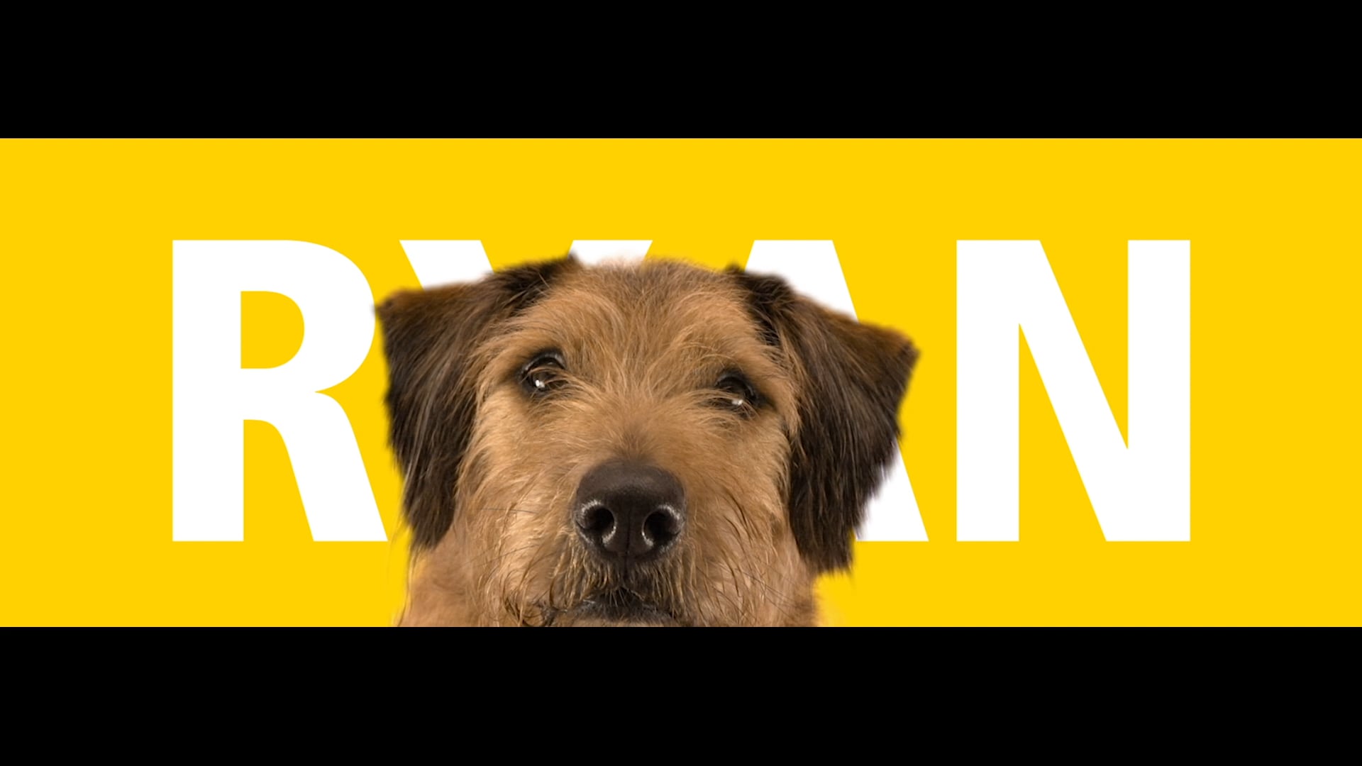 Dogs-trust-ryan on Vimeo