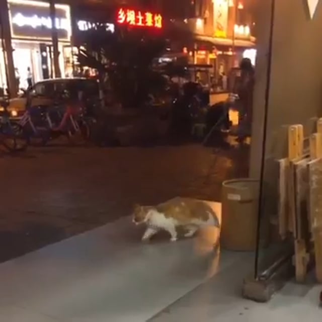 cats and kittens videos channel on Vimeo