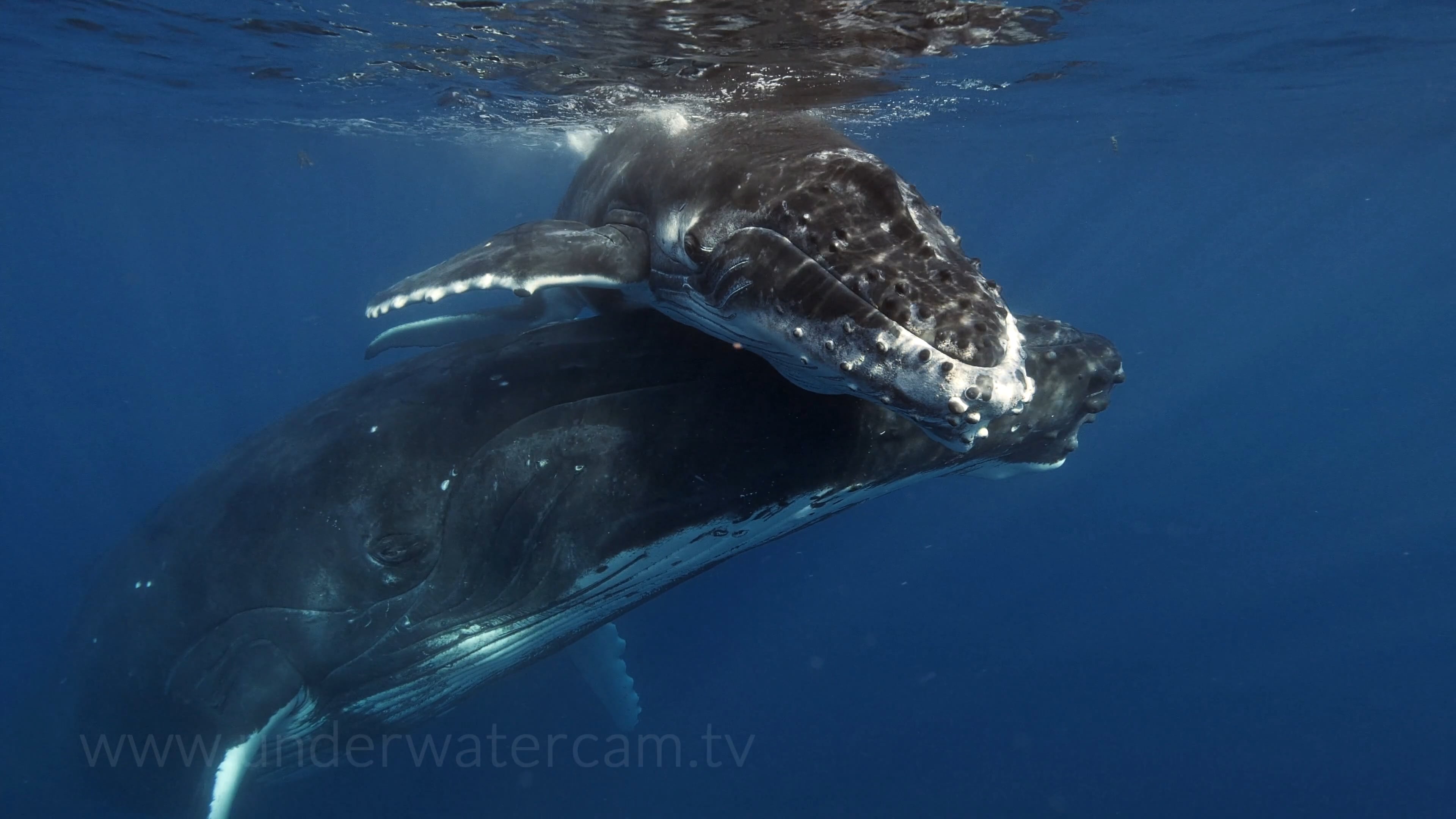 Watch Whale meditations - Intimate moments with whales in 4k - Online ...