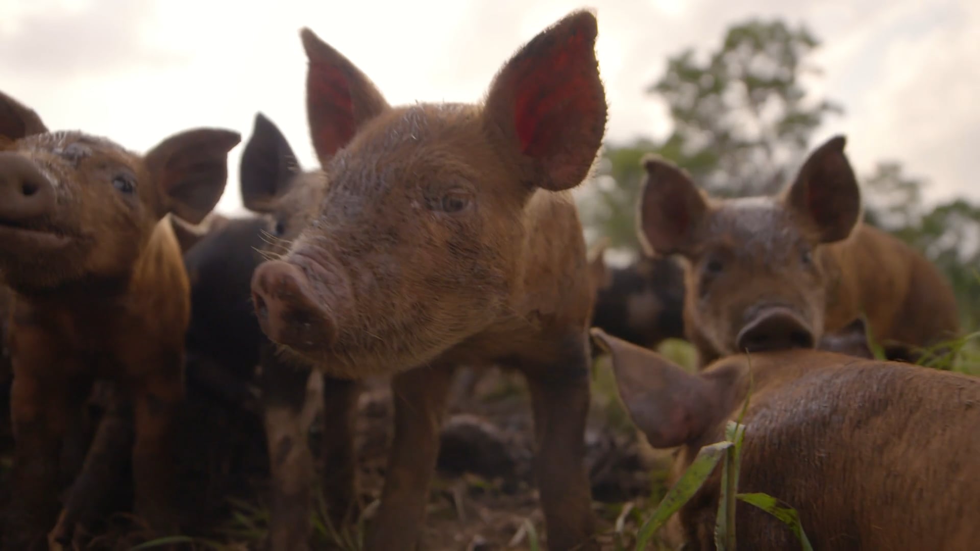 Website Content - Baby Animals on Vimeo