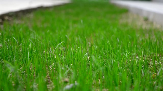 Grass Green Small - Free video on Pixabay