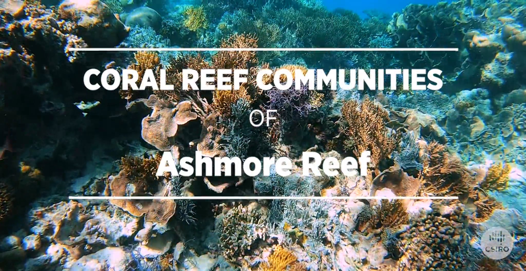 Coral Reef Communities of Ashmore Reef on Vimeo