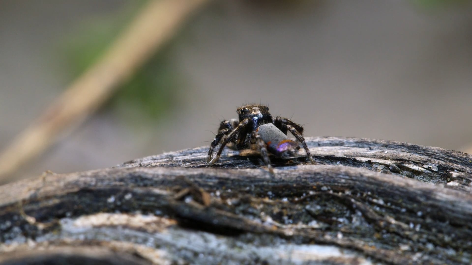 Maratus avibus 1 on Vimeo