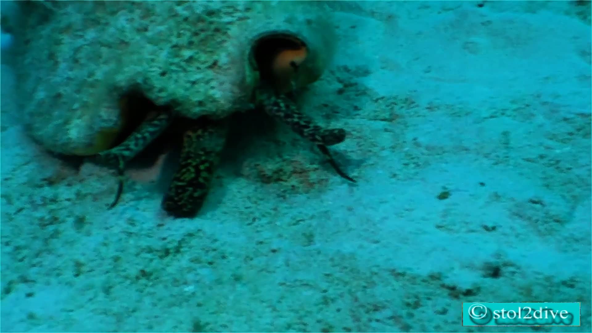 Queen conch or//ou Strombe géant on Vimeo