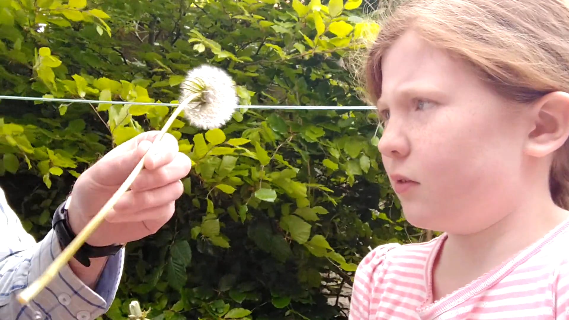 Dandelion Experiment on Vimeo