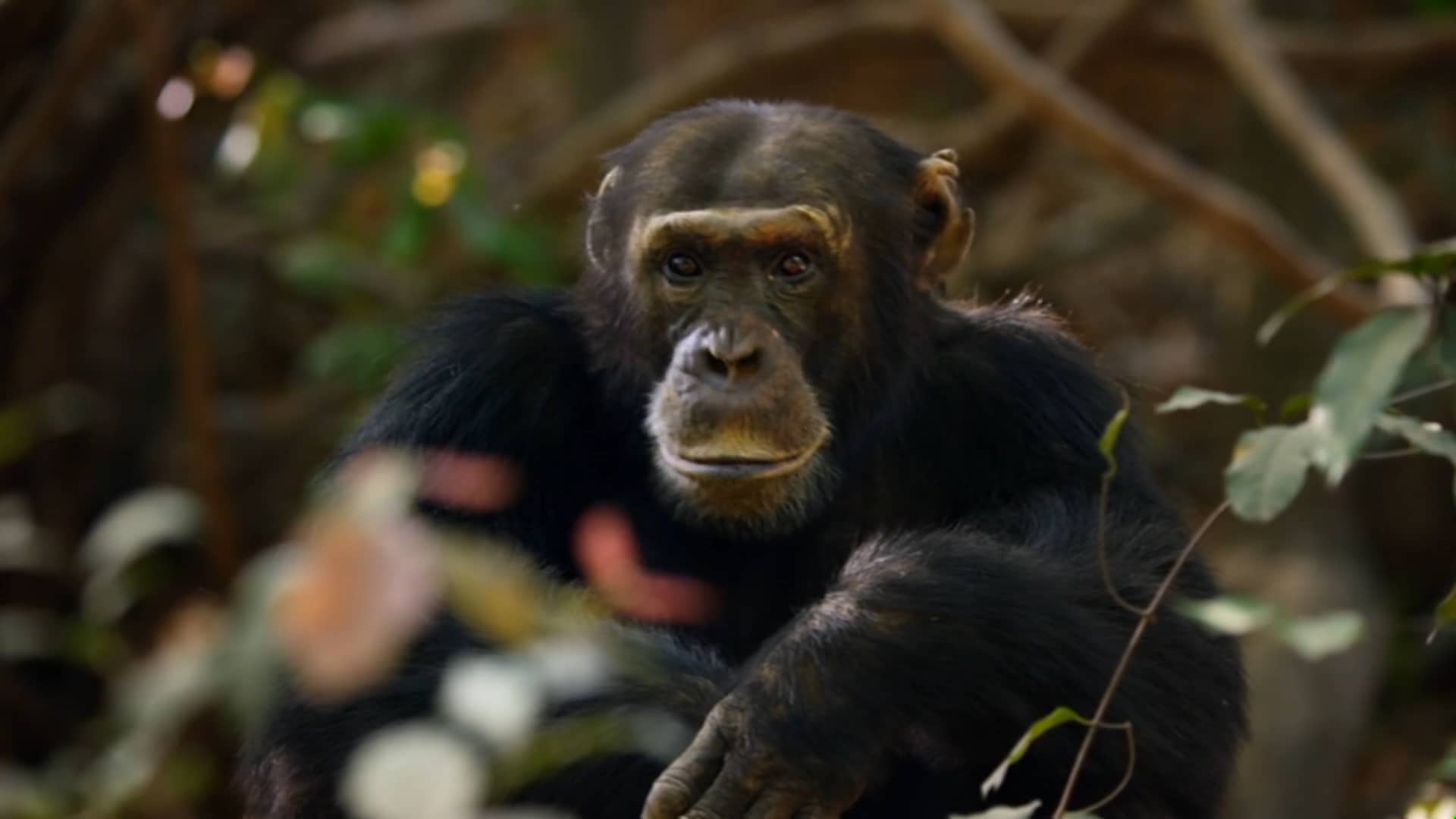 DYNASTIES, BBC 1: Chimpanzee on Vimeo