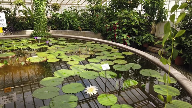 Greenhouse Pond Garden - Free video on Pixabay