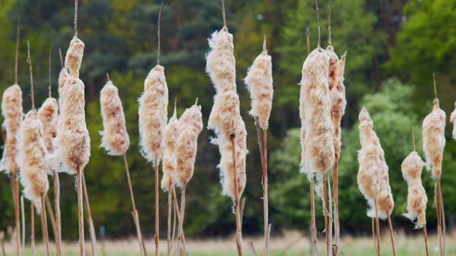 Cane Spring Forest - Free video on Pixabay