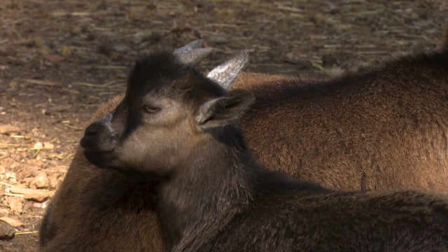 Ziege Tier Hausziege - Free video on Pixabay - Pixabay