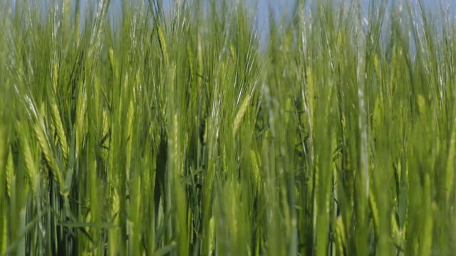 Orge Jeune Vert - Free video on Pixabay - Pixabay