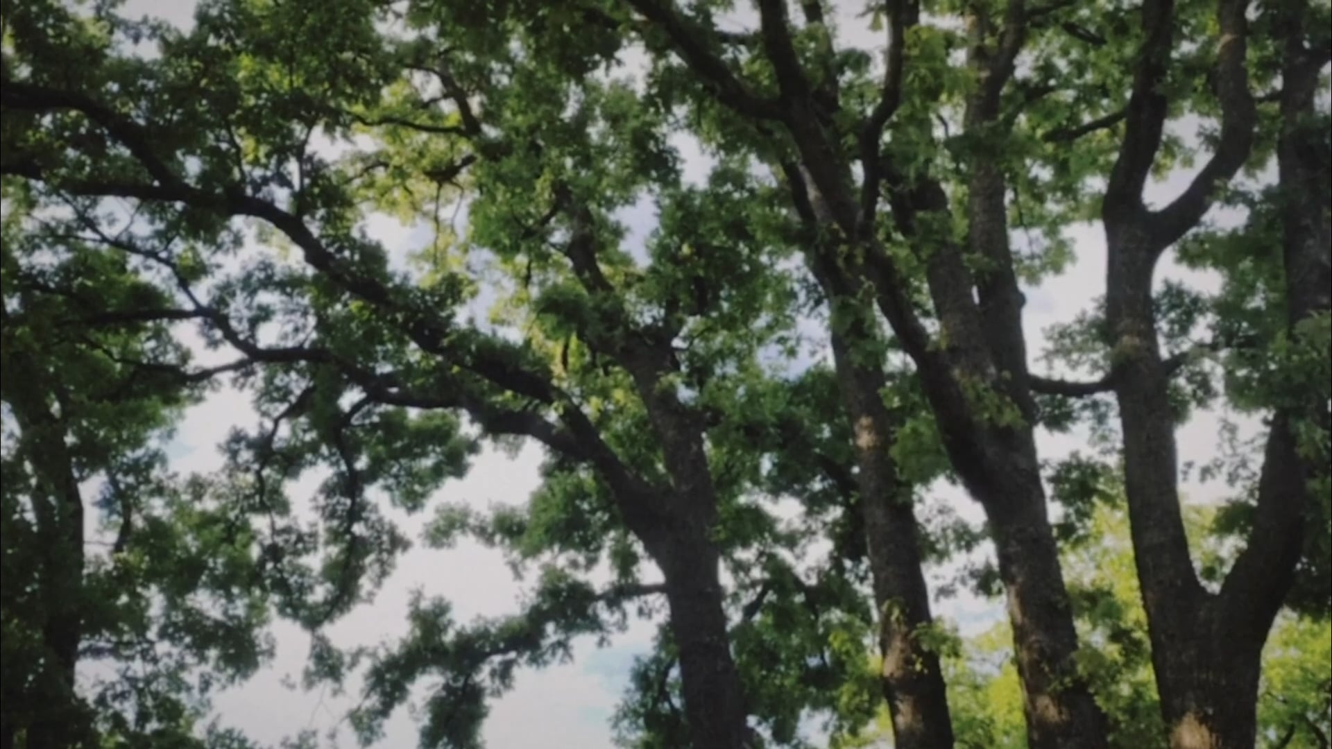 Film Festival Bethany Barnes on Vimeo