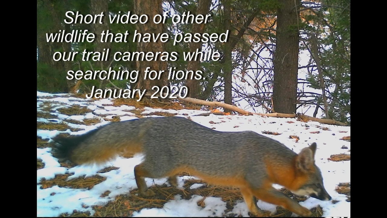 Medley of wildlife 2020 no lions on Vimeo