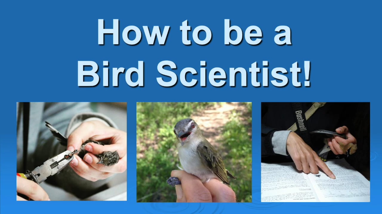How to be a Bird Scientist at the LSLBO! on Vimeo