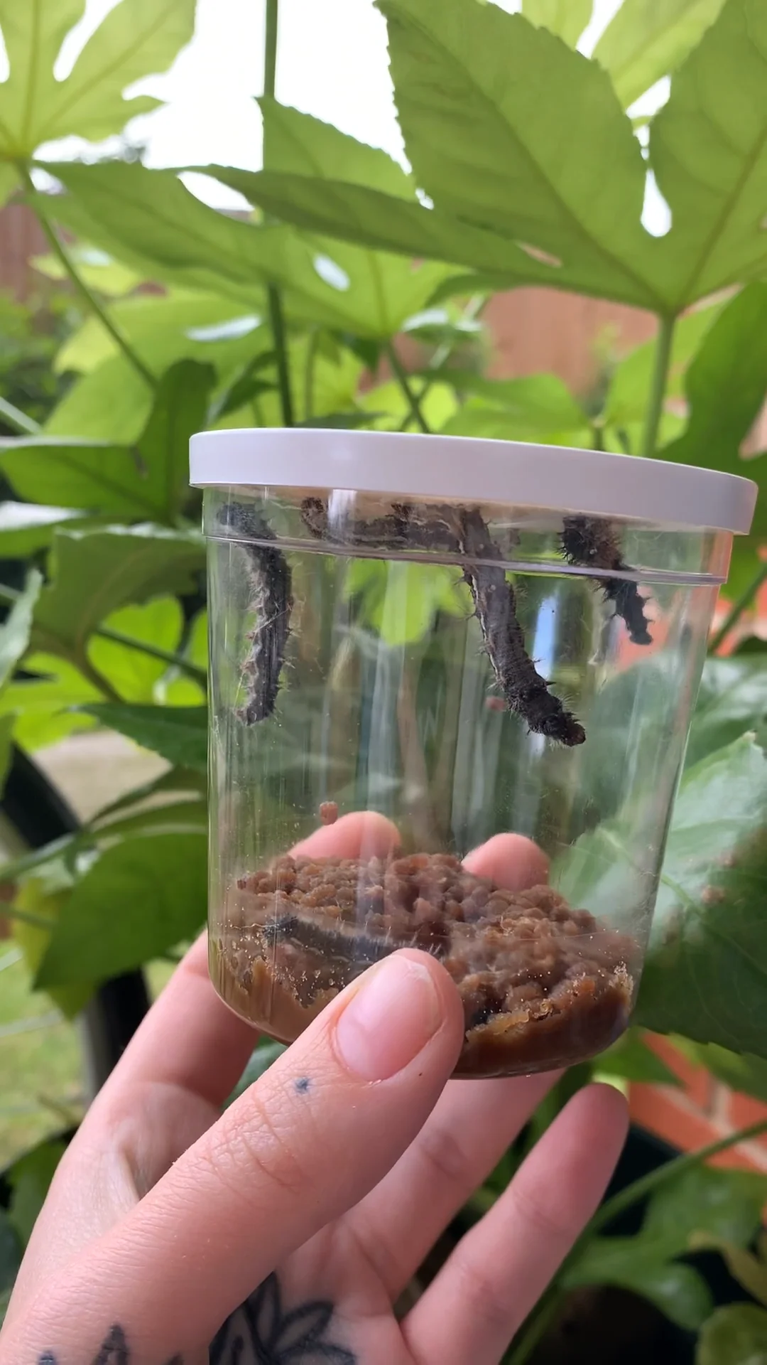 Watch 'Em Grow! on Vimeo