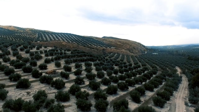 5+ Free Olives & Food Videos, HD & 4K Clips - Pixabay