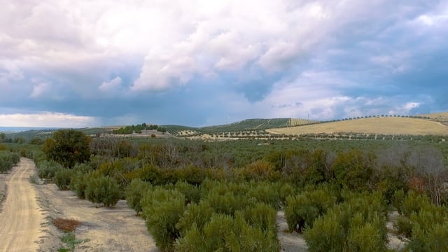 Olive Groves, Hills, Martos. Free Stock Video - Pixabay