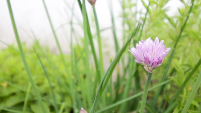 Cebollín Floreciente Flor - Free video on Pixabay